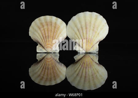 bivalvia mollusc shell isolated on white Stock Photo - Alamy