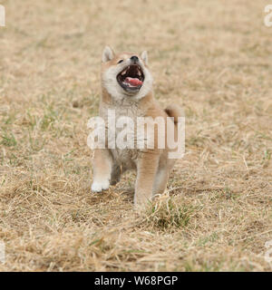 Nice Shiba inu puppy running on yellow grass Stock Photo - Alamy