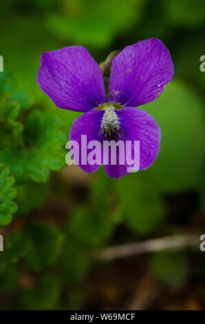 Common Blue Violet Viola papilionacea Stock Photo - Alamy