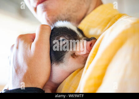 Industrial pig farm for breeding little hogs Stock Photo - Alamy