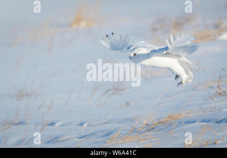 Snowy owl in rural Alberta Stock Photo - Alamy