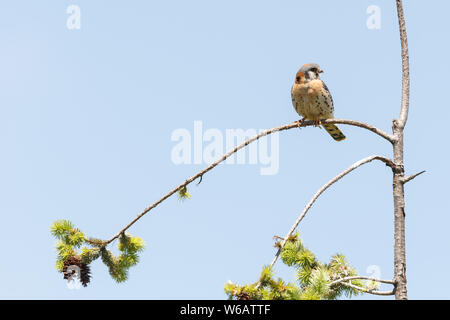 american kestrel bird at Burnaby BC Canada Stock Photo - Alamy