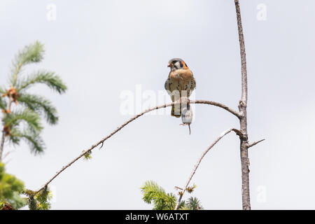 american kestrel with mouse at Burnaby BC Canada Stock Photo - Alamy