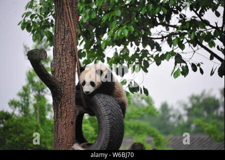 Giant Panda cub on tree, Wolong Valley, Sichuan, China Stock Photo - Alamy