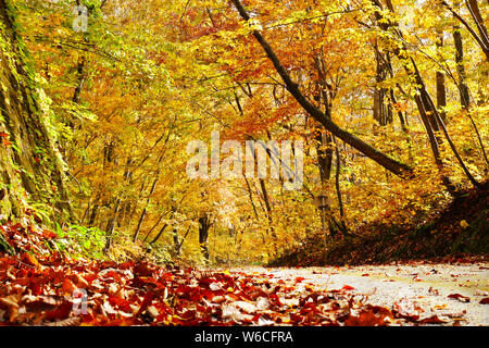 Beautiful view of yellow Japanese beech forest (Bunabayashi) during ...