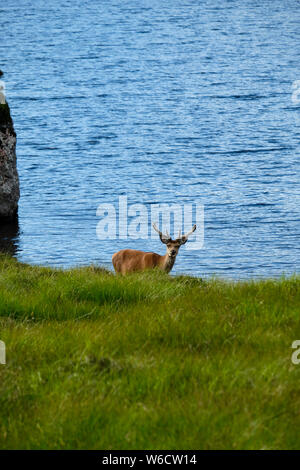 Wester Ross & Red Deer stag Stock Photo - Alamy