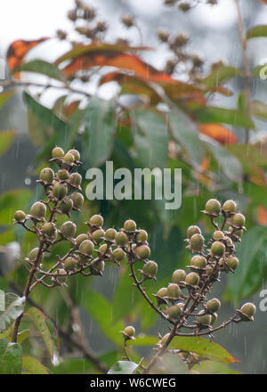 Indian beech tree (Millettia pinnata Stock Photo - Alamy