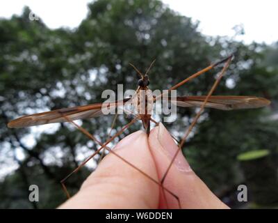 In this undated photo, a Chinese entomologist shows the giant mosquito ...