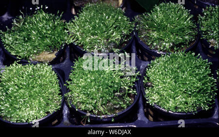 floating crystalwort (Riccia fluitans), in water, Germany Stock Photo ...