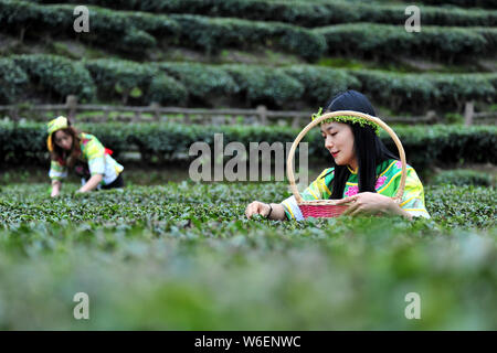 Chinese girls pick spring tea leaves at a tea plantation in Yichang ...