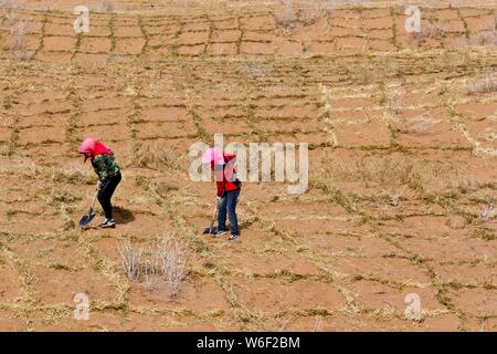 Anti-desertification volunteers strengthen a straw checkerboard sand ...