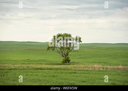 Solitary tree on farmed prairie in southern Saskatchewan Stock Photo ...