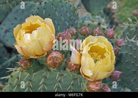 Opuntia robusta, the wheel cactus, nopal tapon, or camuesa Stock Photo ...