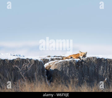 red fox on bale of hay Stock Photo - Alamy