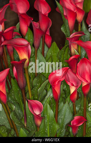 Calla Red Charm, lilies, Zantedeschia, blood-red, funnel flowers, dark ...