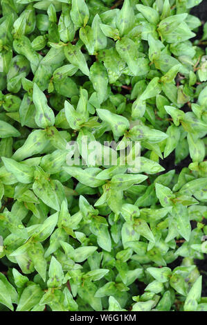 Vietnamese mint in the garden / Vietnamese Coriander herb and vegetable ...