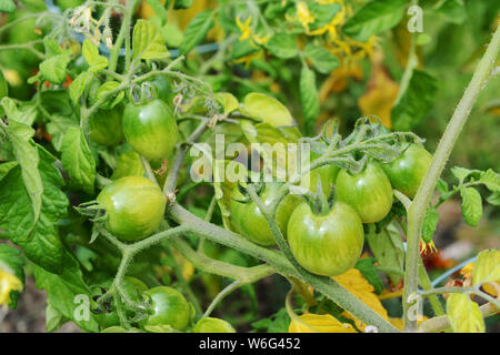 Green tomatoes - Red Alert variety - form on the vine in a vegetable ...