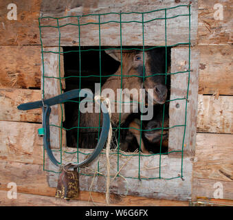 Two brown goats at the window of a goat pen. Friuli-Venezia Giulia ...