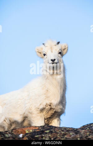 Dall Sheep - female - portrait / Ovis dalli Stock Photo - Alamy