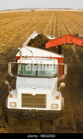 A potato digger harvests and loads a truck with potatoes, near Holland ...