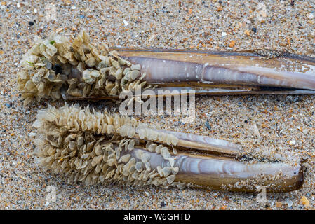 Egg cases / eggs of netted dog whelk (Tritia reticulata / Nassarius ...