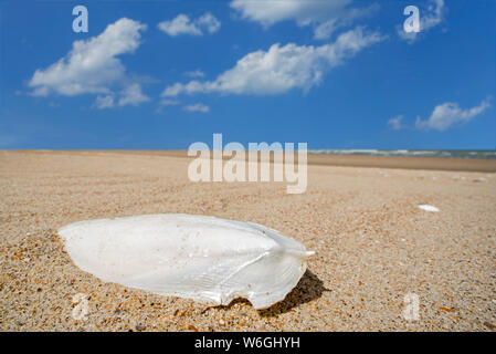 Cuttlefish shell washed up on beach Oman Stock Photo - Alamy