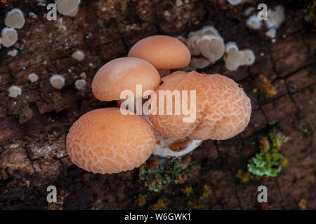 Netted Rhodotus Mushroom (Rhodotus palmatus), growing out of log in ...