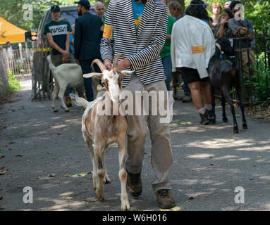Goats arrive for ceremony at Riverside Park crowns top goat awards for ...