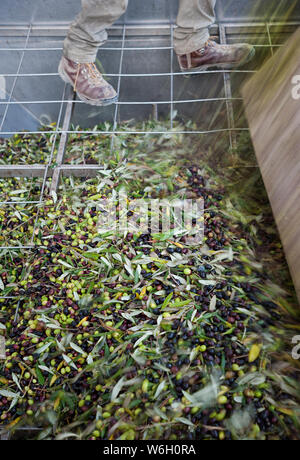 Freshly pressed olive oil being filled Stock Photo - Alamy