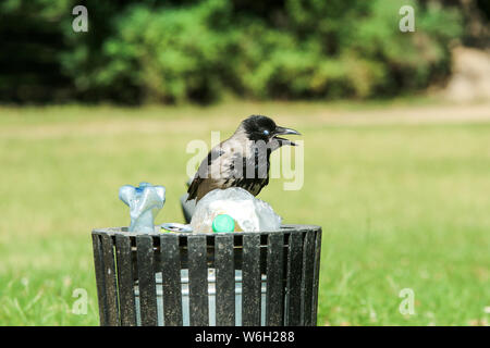 A picture of a hungry crow eating garbage from a trash bin and doing ...