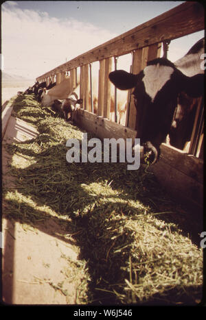 Livestock on the EPA’s experimental farm, part of the federal ...