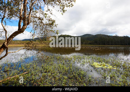 The Hasties Swamp National Park. Queensland, Australia Stock Photo - Alamy