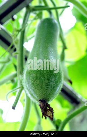 young winter melon on its tree Stock Photo - Alamy
