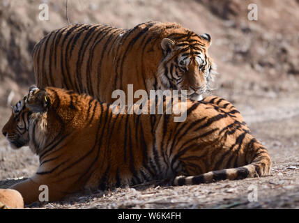 Fat Siberian tigers are pictured in Shenyang Tiger Park of Shenyang ...