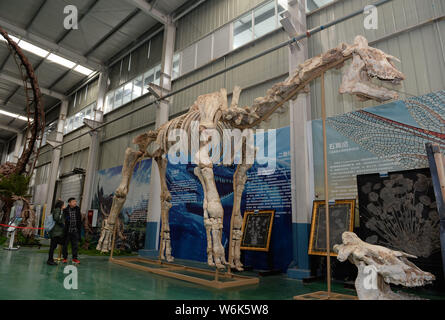 A giant fossil of paraceratherium or hornless rhinoceros, which takes ...