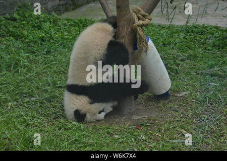 Giant panda over the tree Stock Photo - Alamy