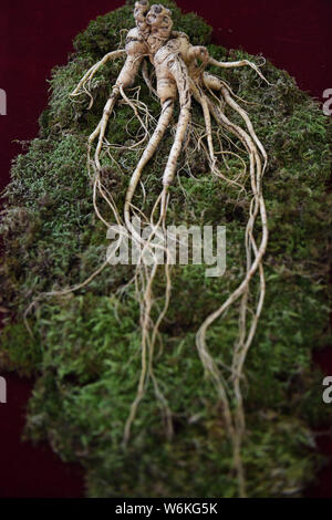 A single wild ginseng root, regarded as the largest one of its kind in ...