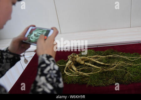 A single wild ginseng root, regarded as the largest one of its kind in ...