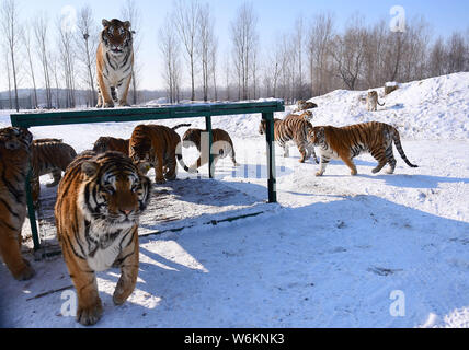 Fat Siberian tigers play in the snow in Shenyang Tiger Park of Shenyang ...