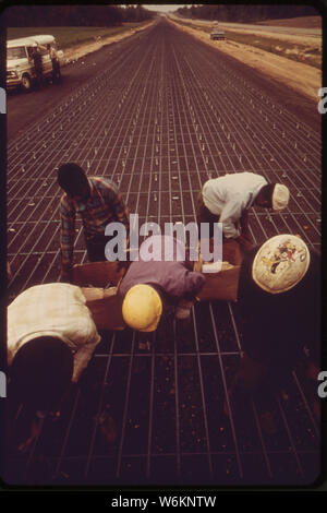 Steel rods, made from recycled automobile scrap metal, are being ...