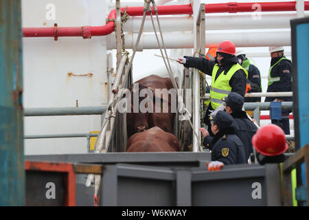 Cattle being transported in a truck through the foothills of the ...