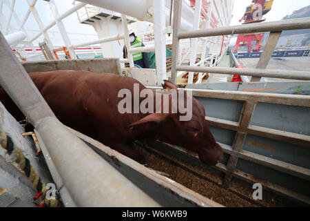 Cattle being transported in a truck through the foothills of the ...