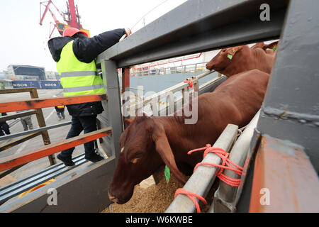 Cattle being transported in a truck through the foothills of the ...