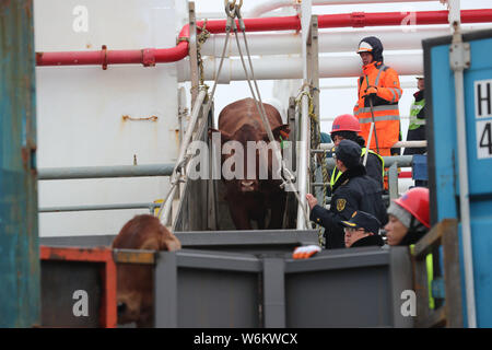 Cattle being transported in a truck through the foothills of the ...