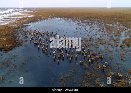 Aerial view of a flock of Pere David's deer, also known as the milu or ...