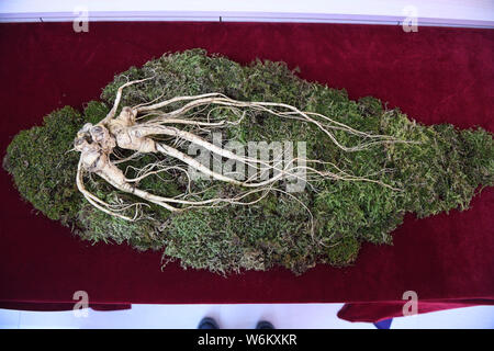 A single wild ginseng root, regarded as the largest one of its kind in ...