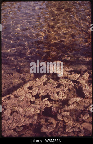 Scum On Waters Of Truckee River Stock Photo - Alamy