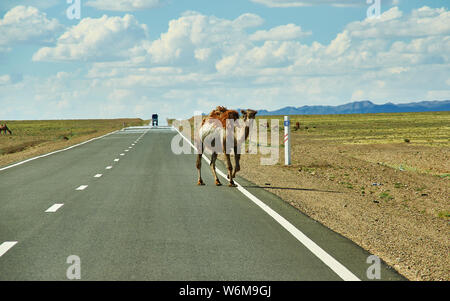 Camels cross the highway, Bactrian or two-humped camel Gobi desert ...
