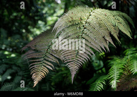 Nephrolepis Cordifolia leaf fern isolated on white background. fern ...