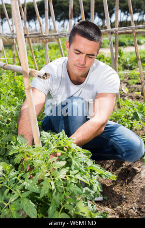 Male supervising growth of tomatoes plants in garden Stock Photo - Alamy